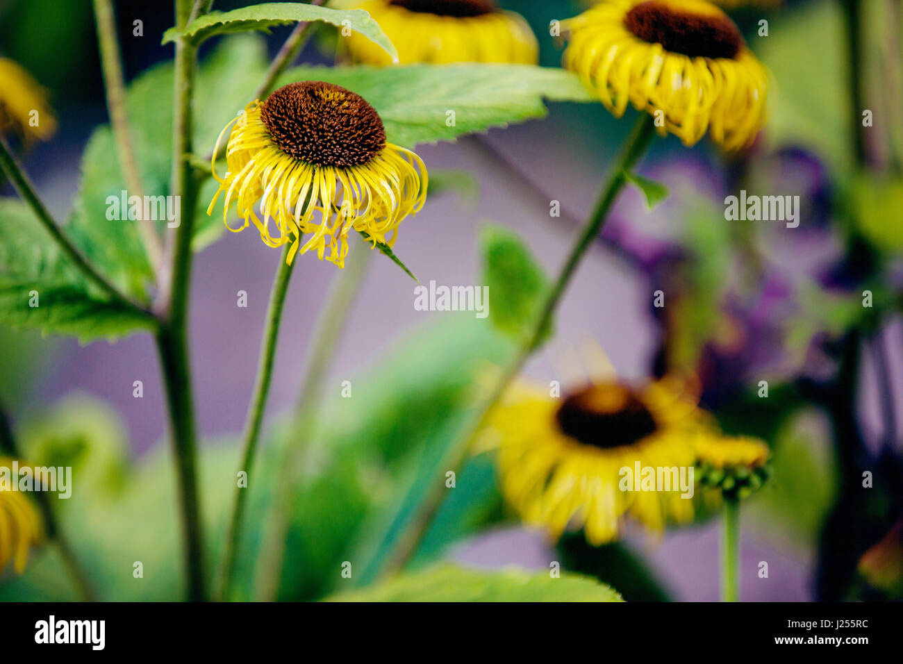 Wilting yellow flowers Stock Photo - Alamy