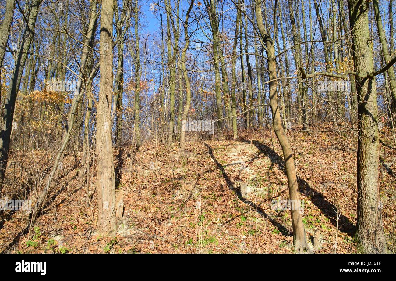 Forest in autumn Stock Photo - Alamy