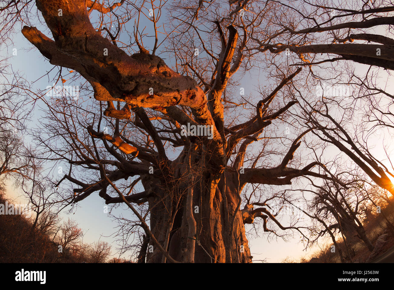 Huge Baobab plant in the african savannah with clear blue sky and sun ...