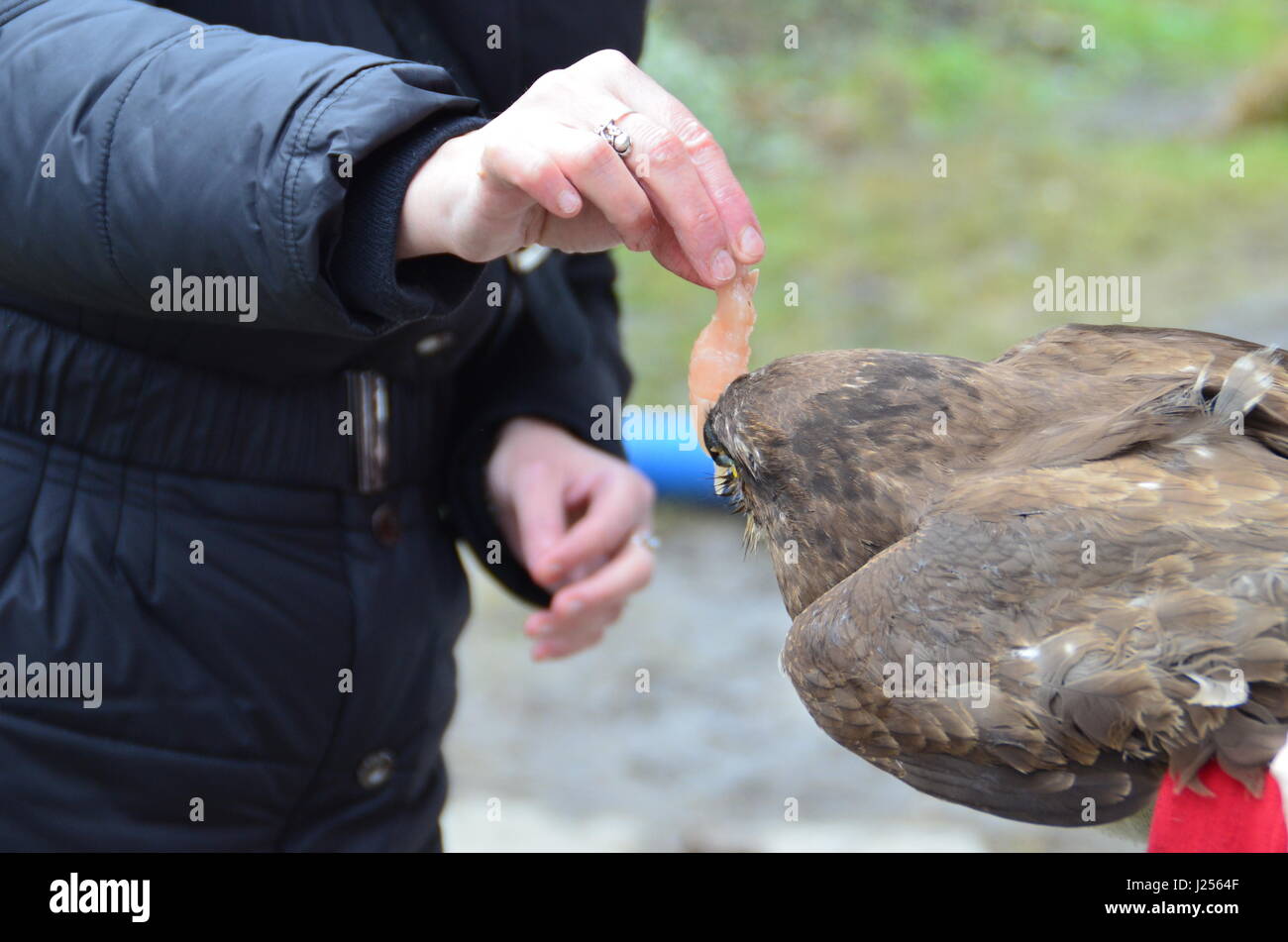 Buzzard is eating meat Stock Photo - Alamy