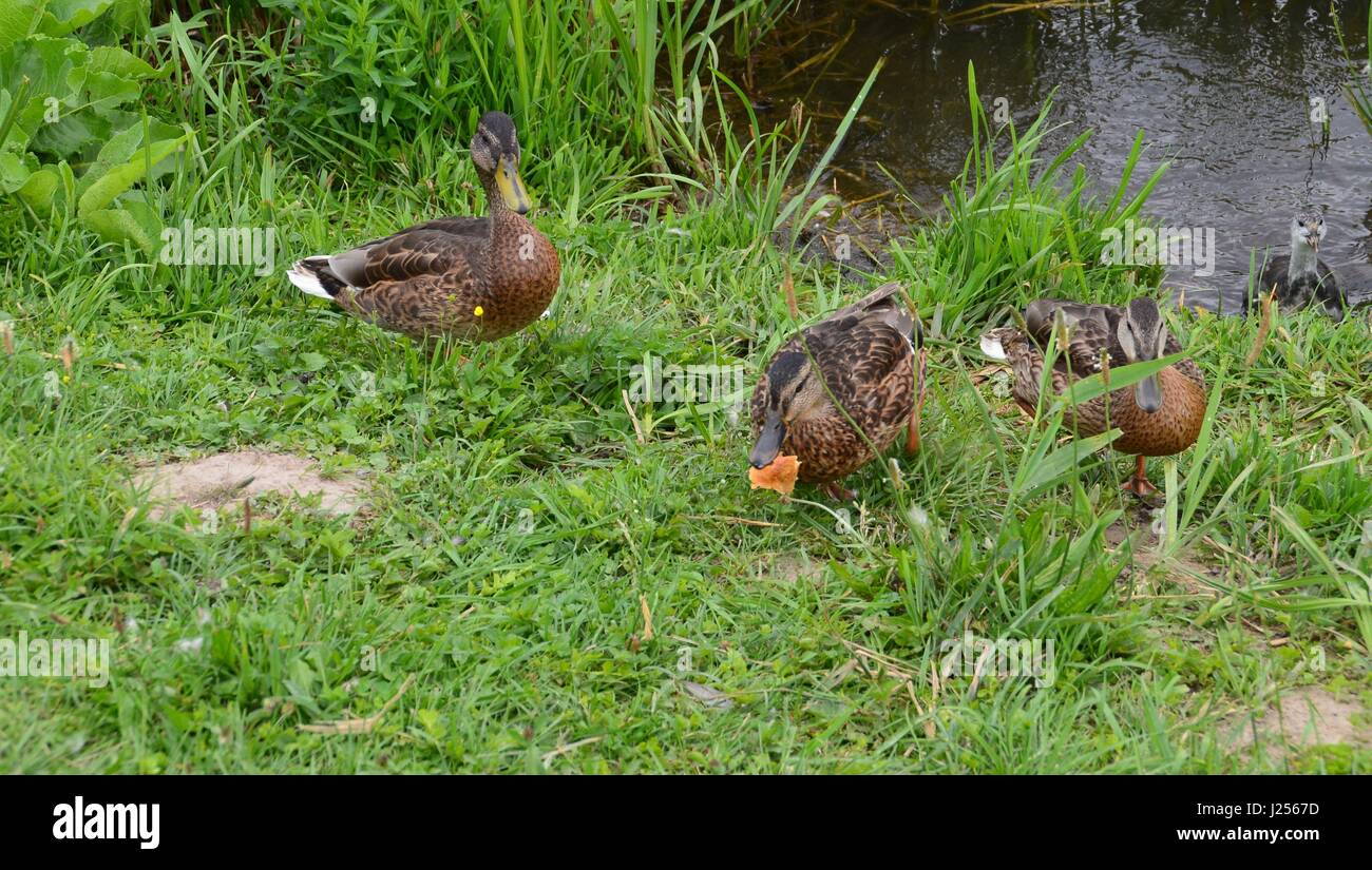 Ducks in lake Stock Photo - Alamy