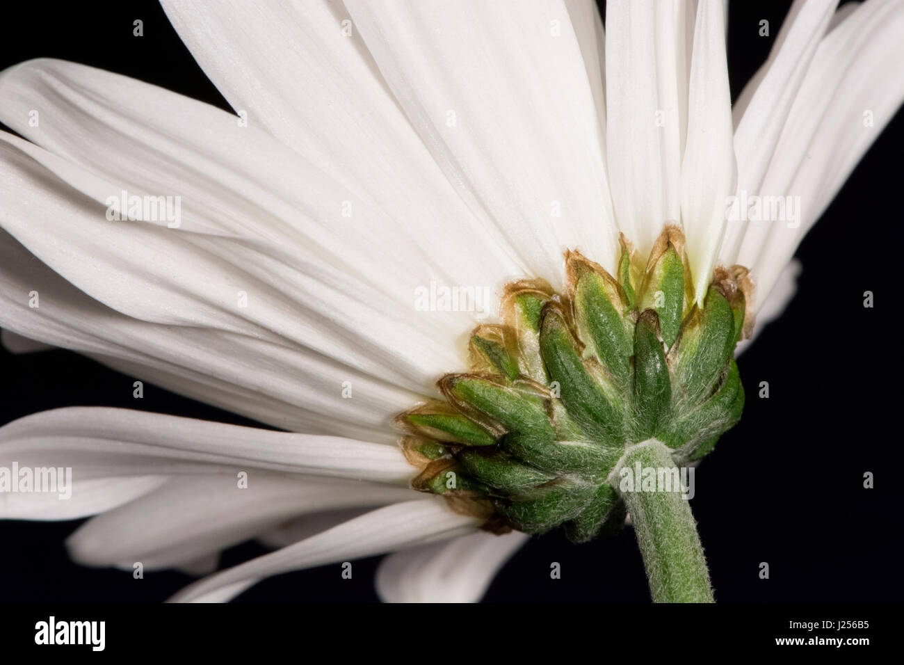 Daisy flower from behind Stock Photo - Alamy