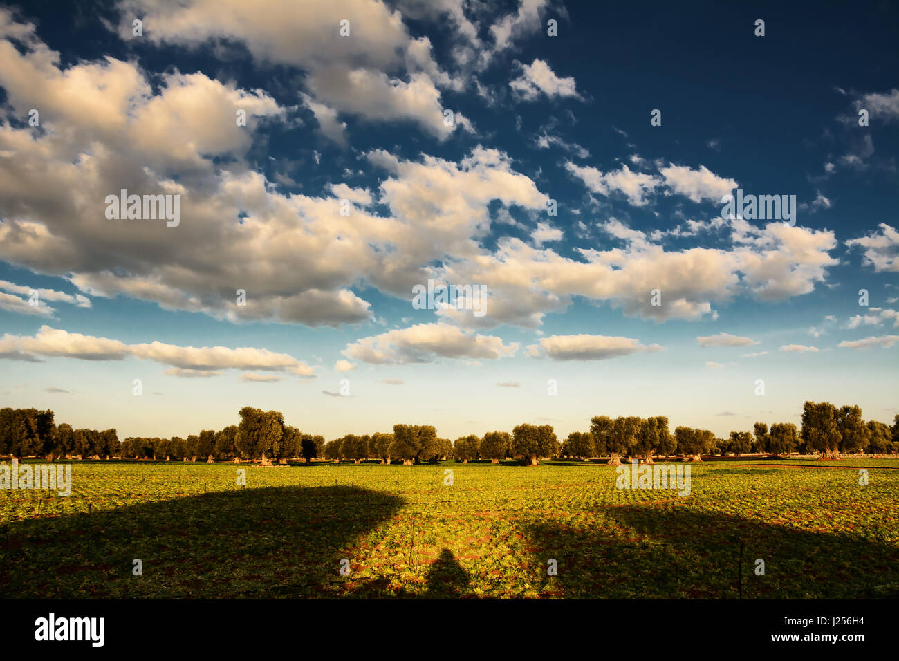 countryside panorama with olive trees and scenic clouds Stock Photo - Alamy