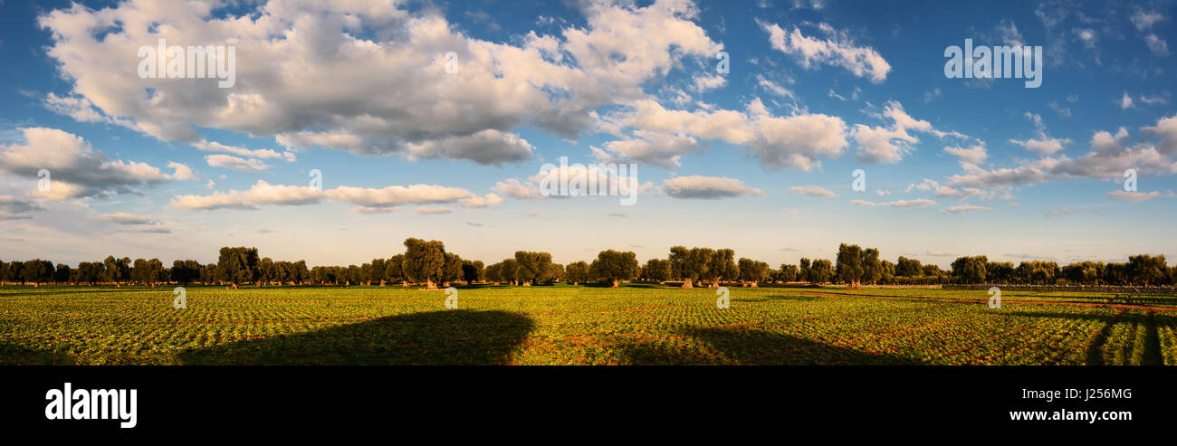 countryside panorama with olive trees and scenic clouds Stock Photo - Alamy