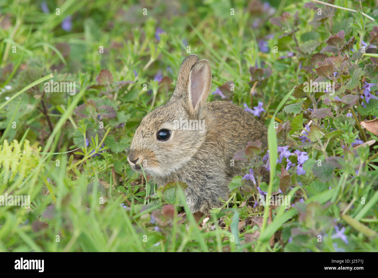Young wild rabbit sitting in wild flowers, April, Sussex Stock Photo ...