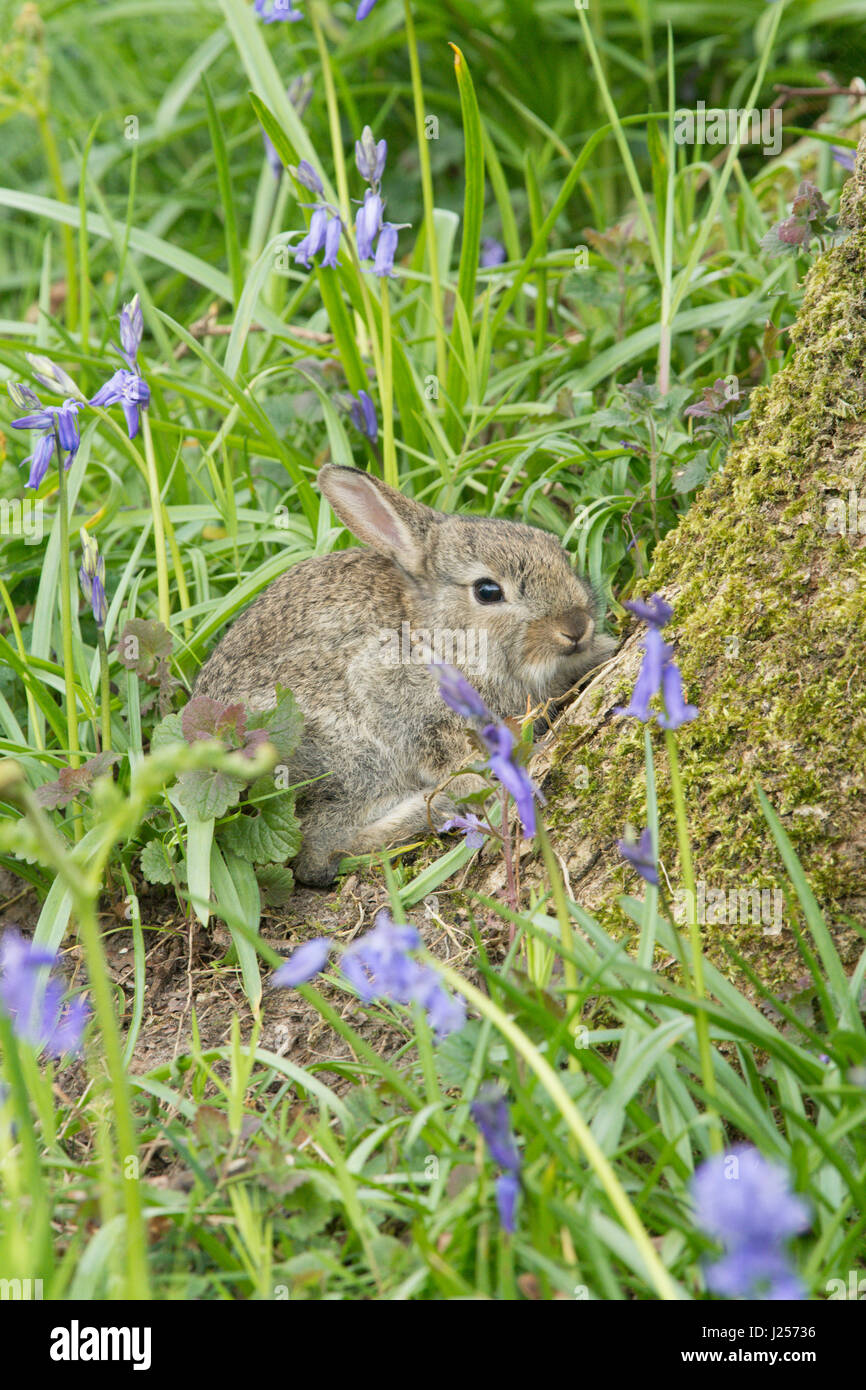 small young rabbit, Oryctolagus cuniculus, in bluebells, by tree ...
