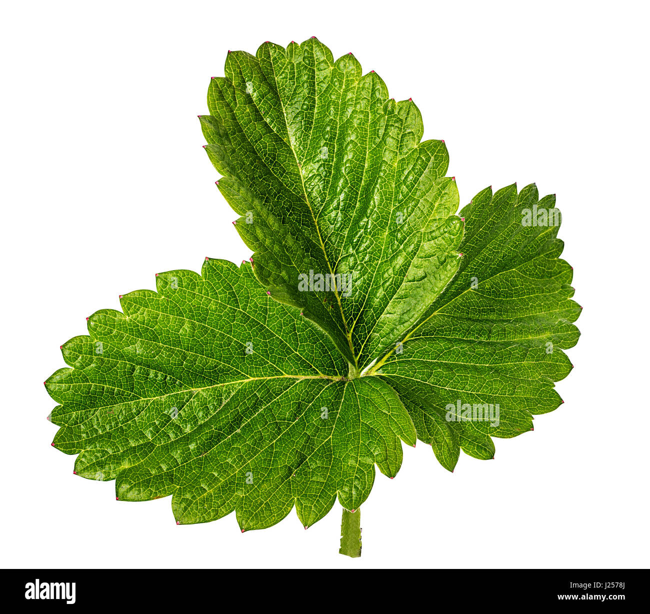 Strawberry leaf hi-res stock photography and images - Alamy