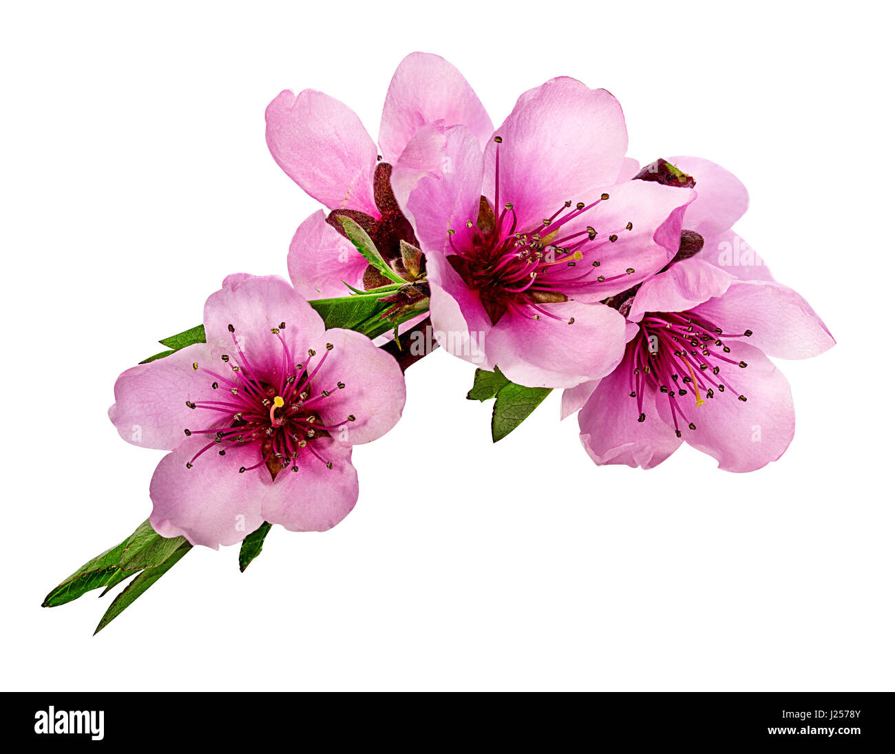 Peach flowers orchard Cut Out Stock Images & Pictures - Alamy