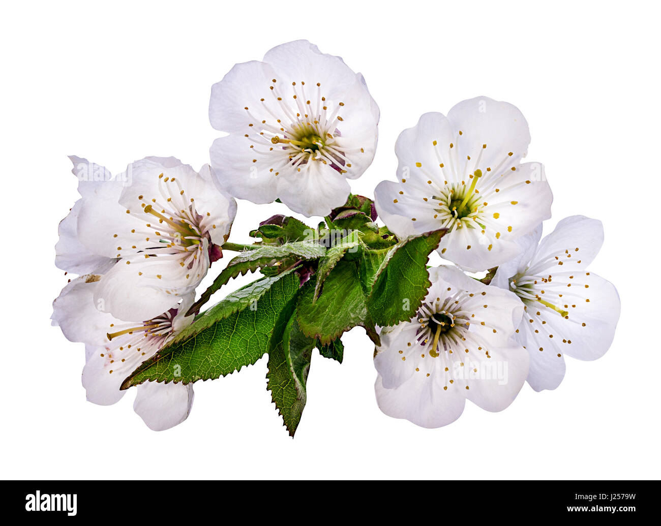 Apricot flower on white background (isolated Stock Photo - Alamy