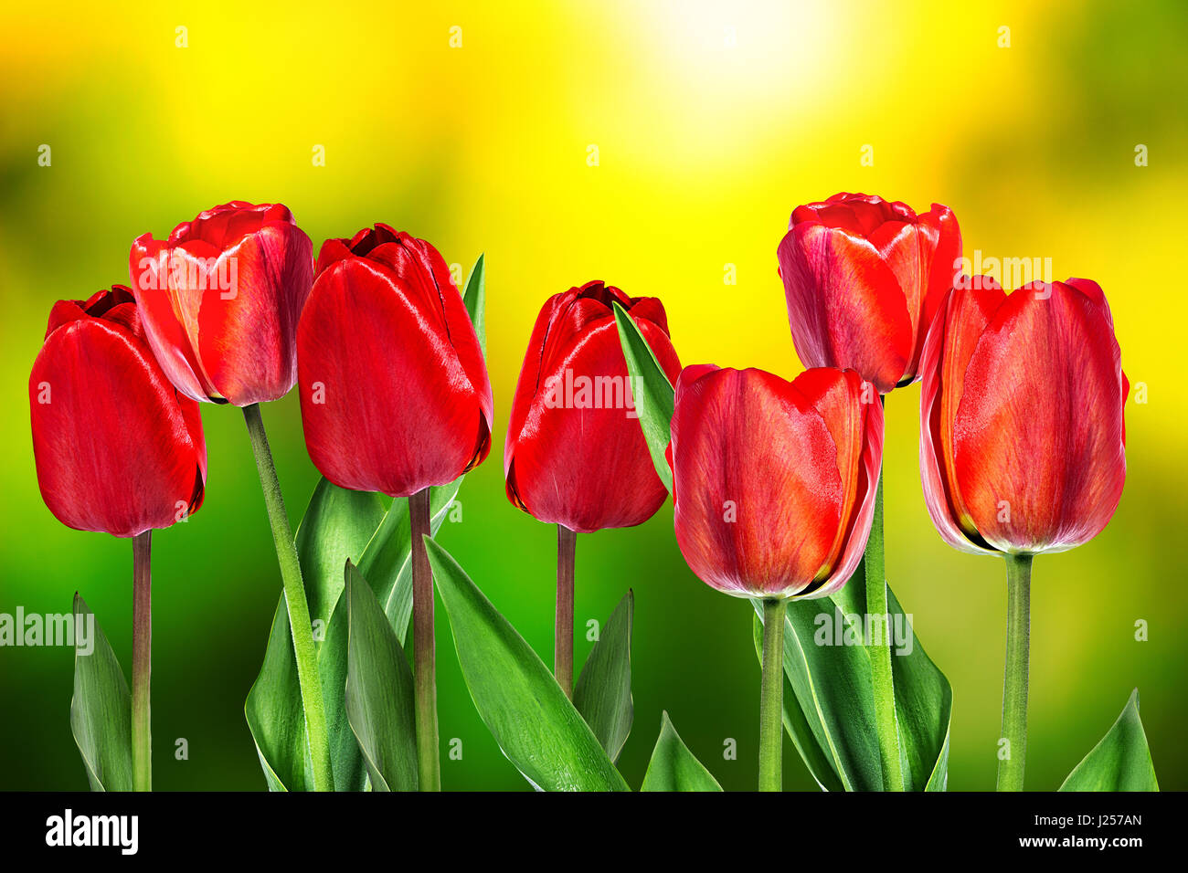 Spring background with tulips outdoors Stock Photo - Alamy