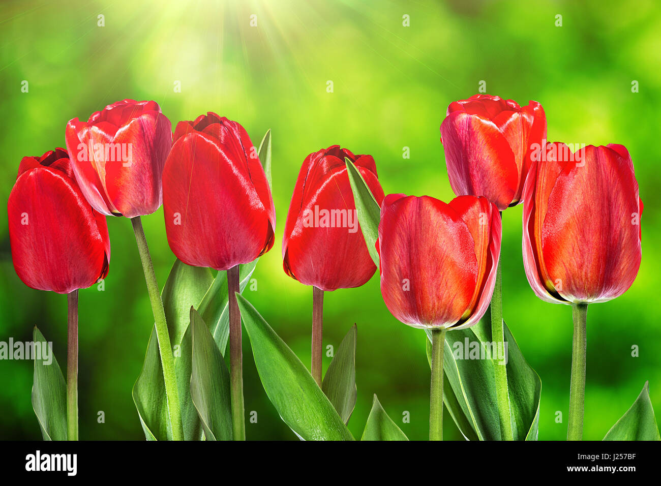 Spring background with tulips outdoors Stock Photo - Alamy