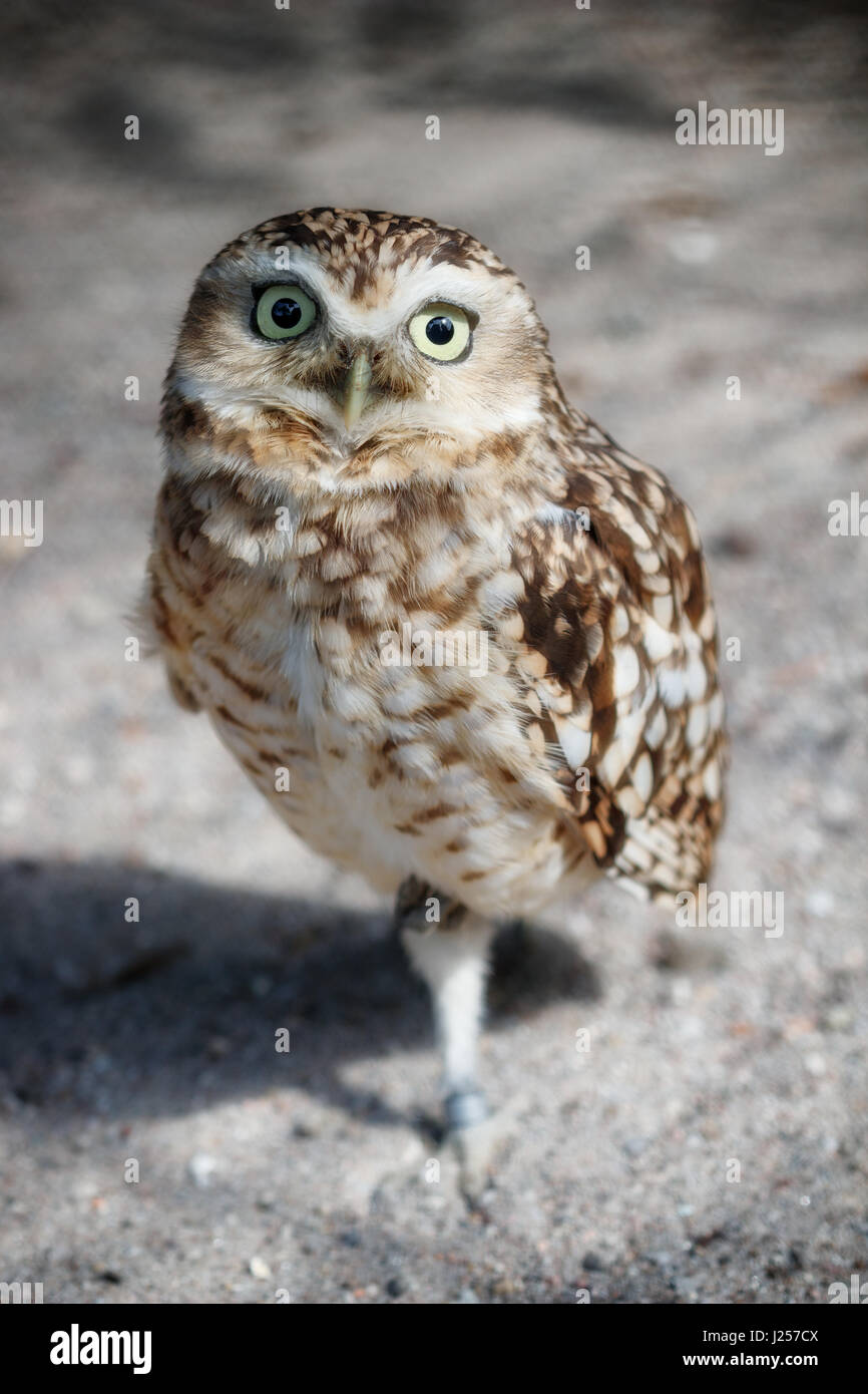 Closeup photo of a funny Burrowing owl (Speotyto cunicularia) standing ...
