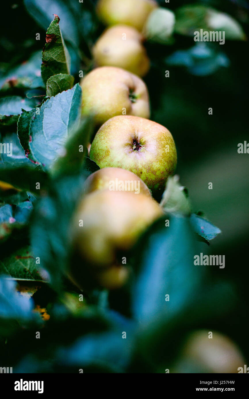 Pretty Apples in a row Stock Photo - Alamy