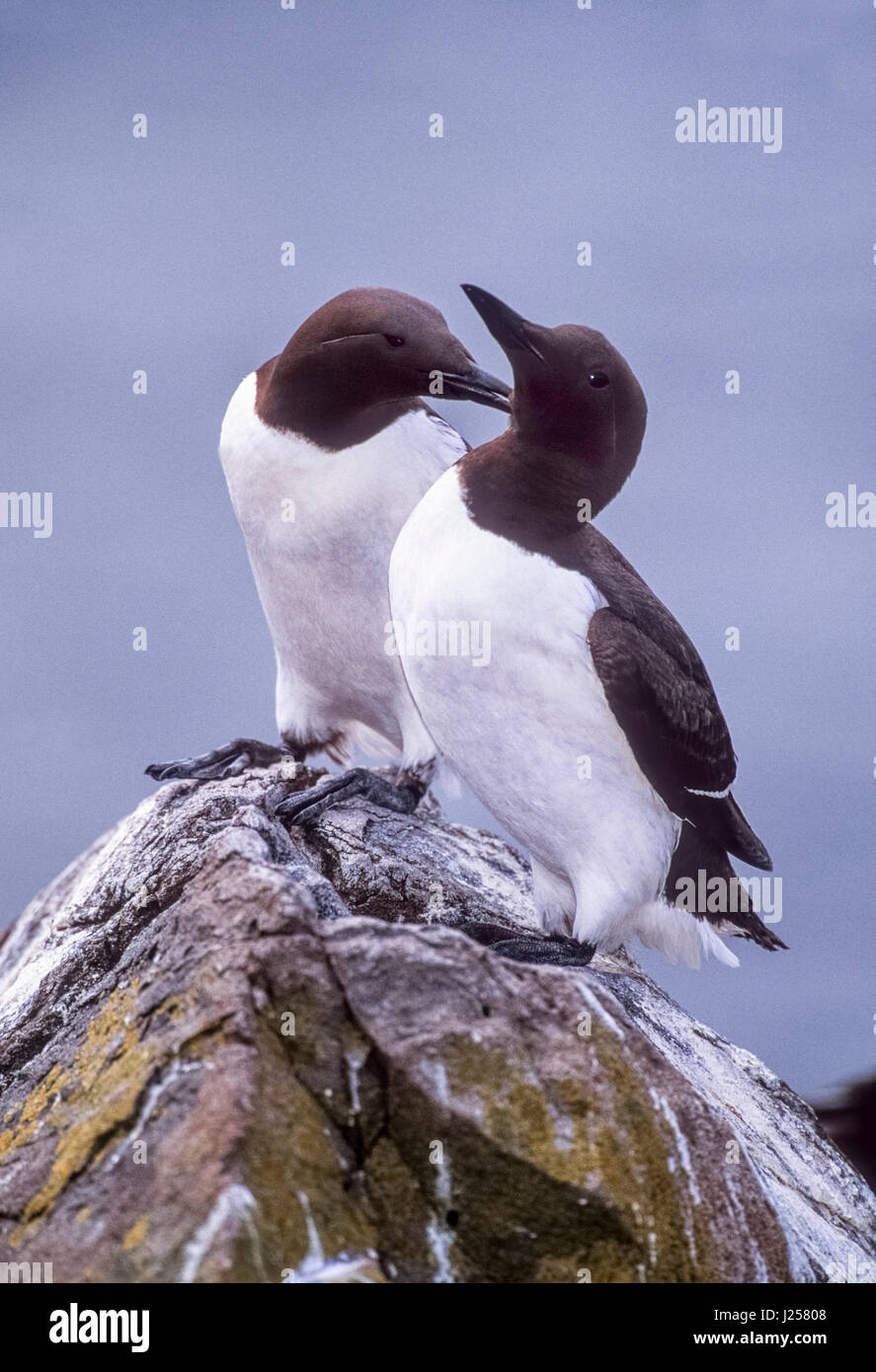 Guillemot family hi-res stock photography and images - Alamy