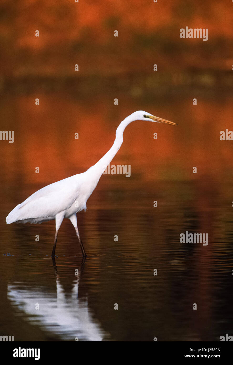 Great Egret, (Ardea alba), fishing in wetlands, Keoladeo Ghana National ...