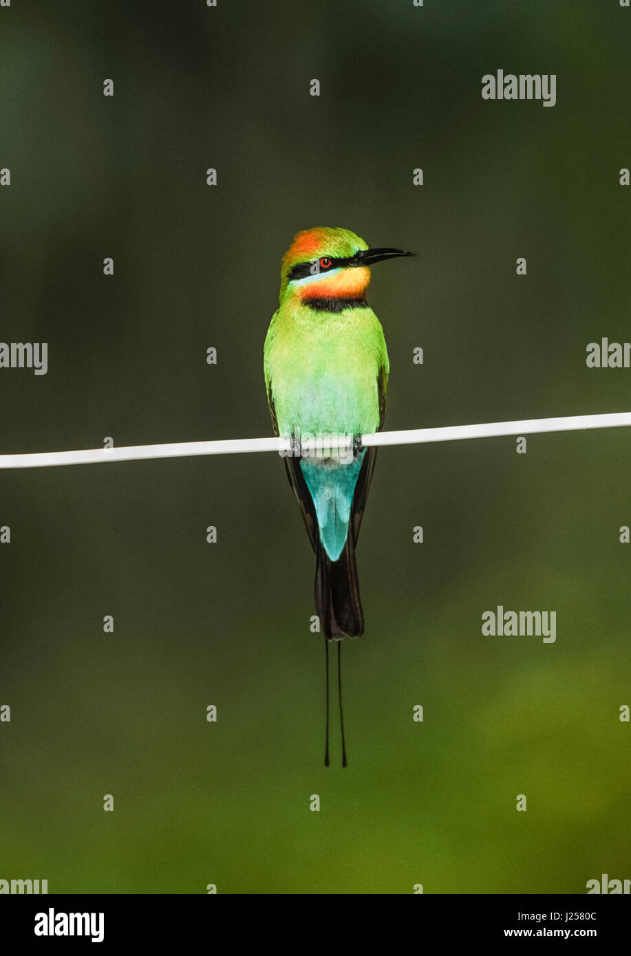 Adult rainbow bee eater hi-res stock photography and images - Alamy