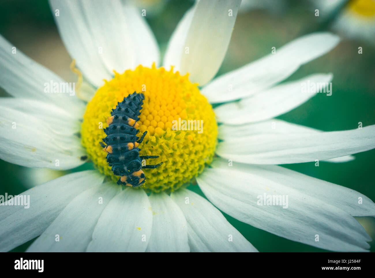 Caterpillar on daisy hi-res stock photography and images - Alamy