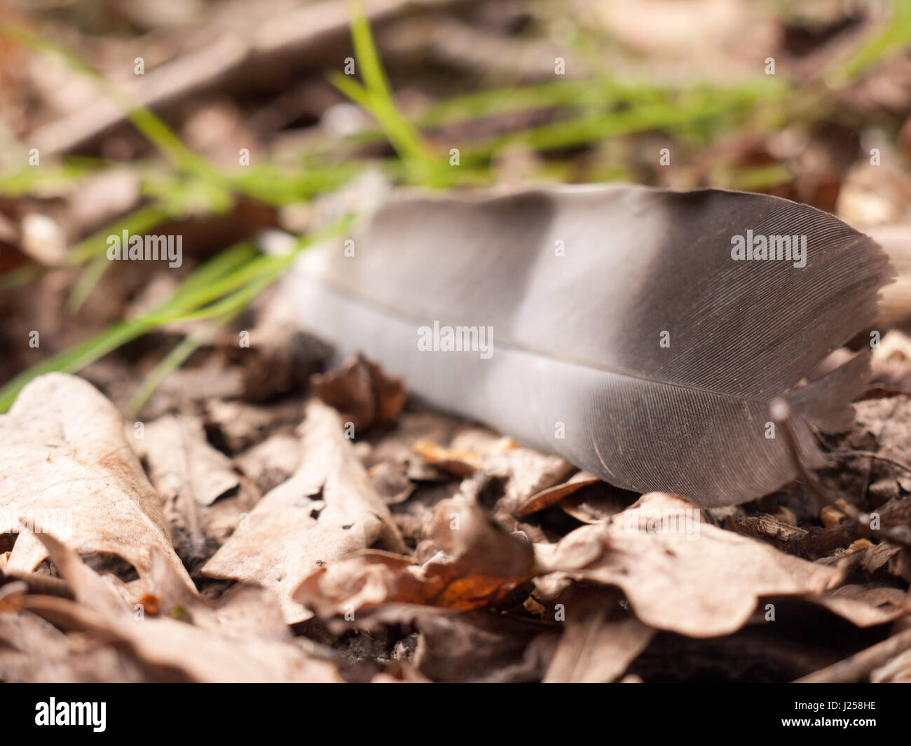 a close of a magpie feather on the ground with dead leaves and detail ...