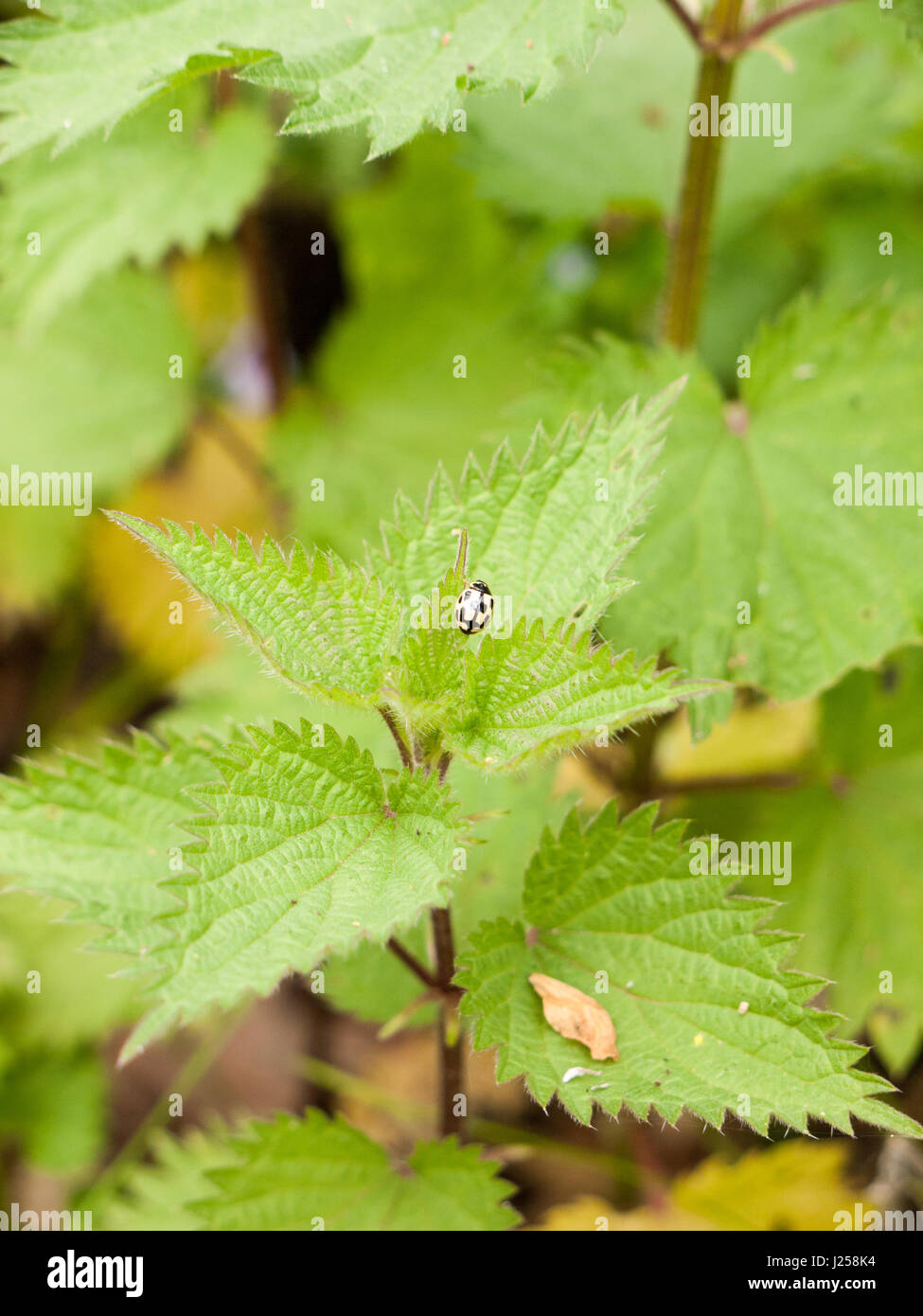 a yellow and black ladybird upon a plant leaf outside in the forest in ...