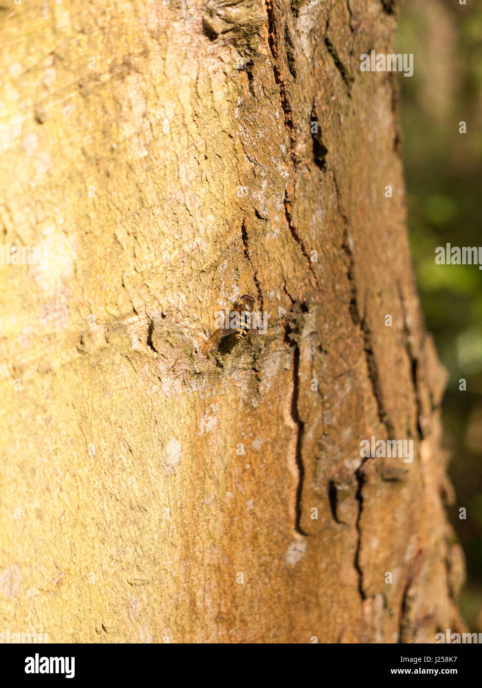 a wasp in detail alone and resting on the bark side of a tree in full ...