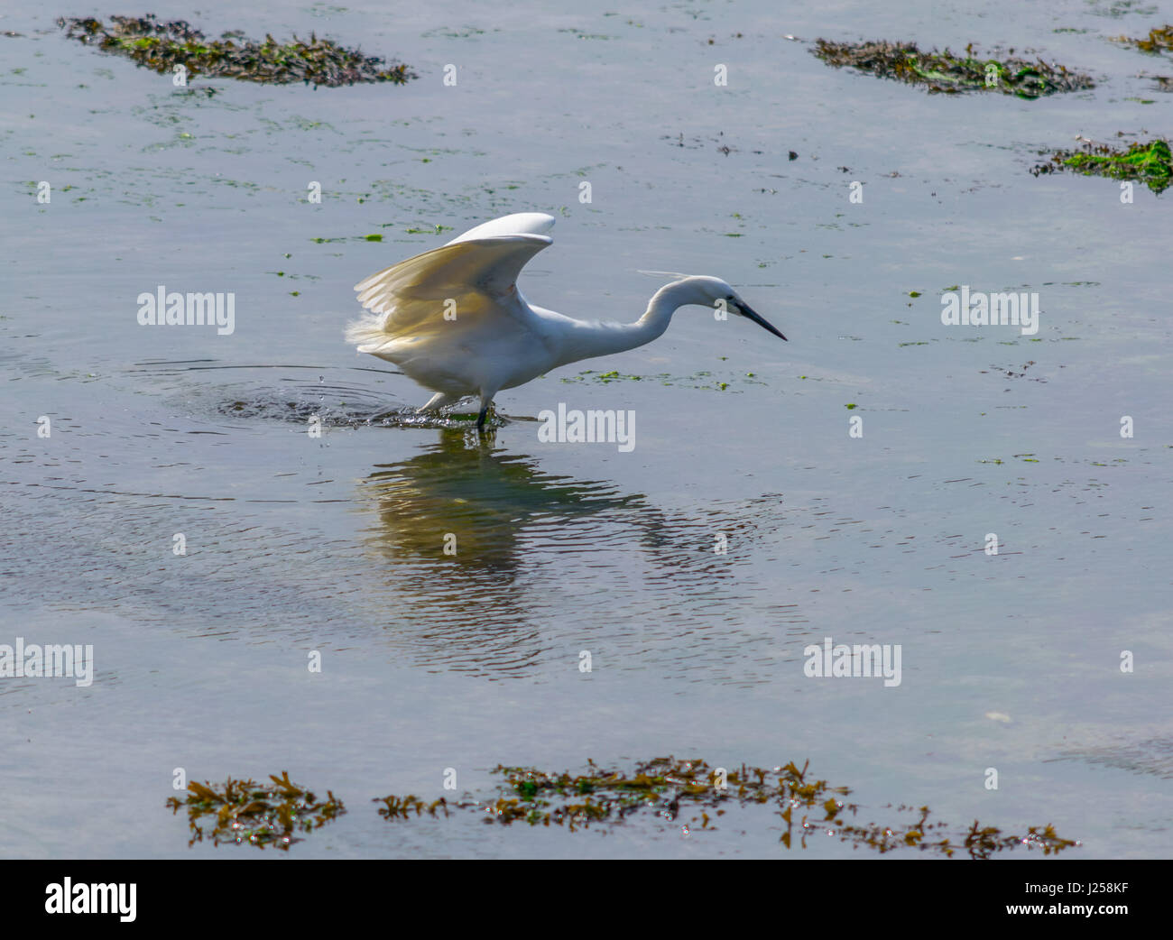 wildlife of looe Stock Photo - Alamy