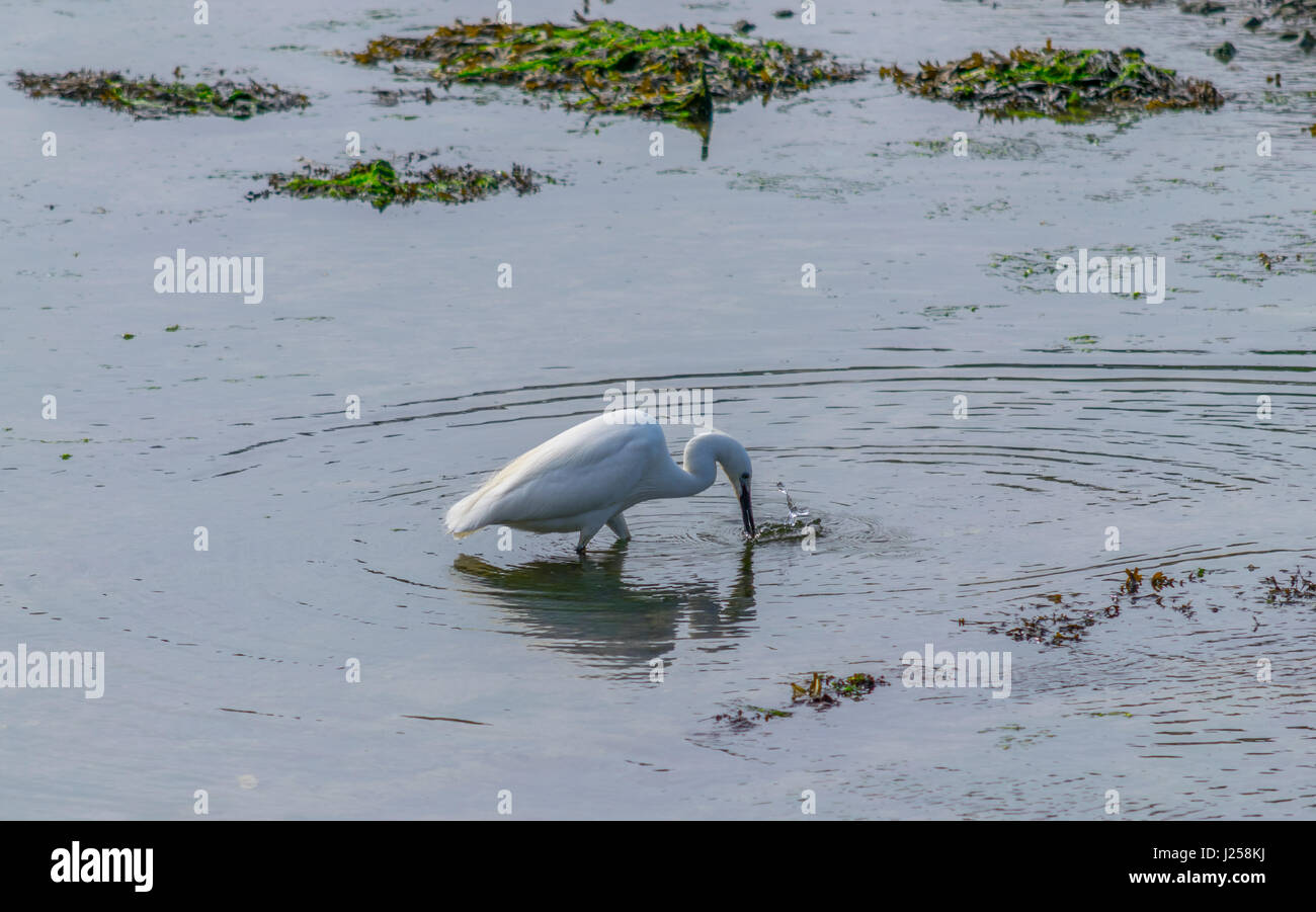 wildlife of looe Stock Photo - Alamy