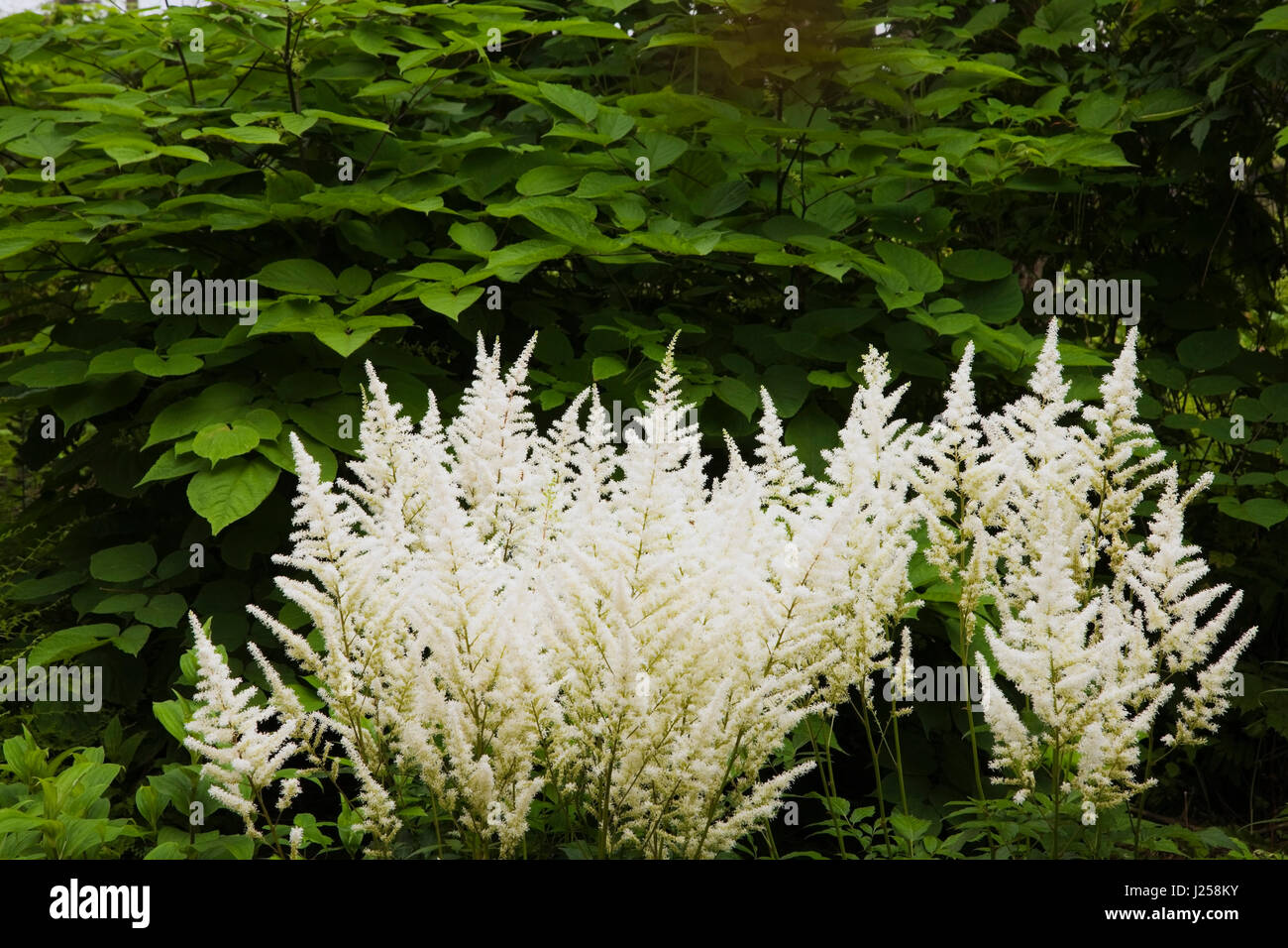 White astilbe flowers against green leaf background in a backyard ...