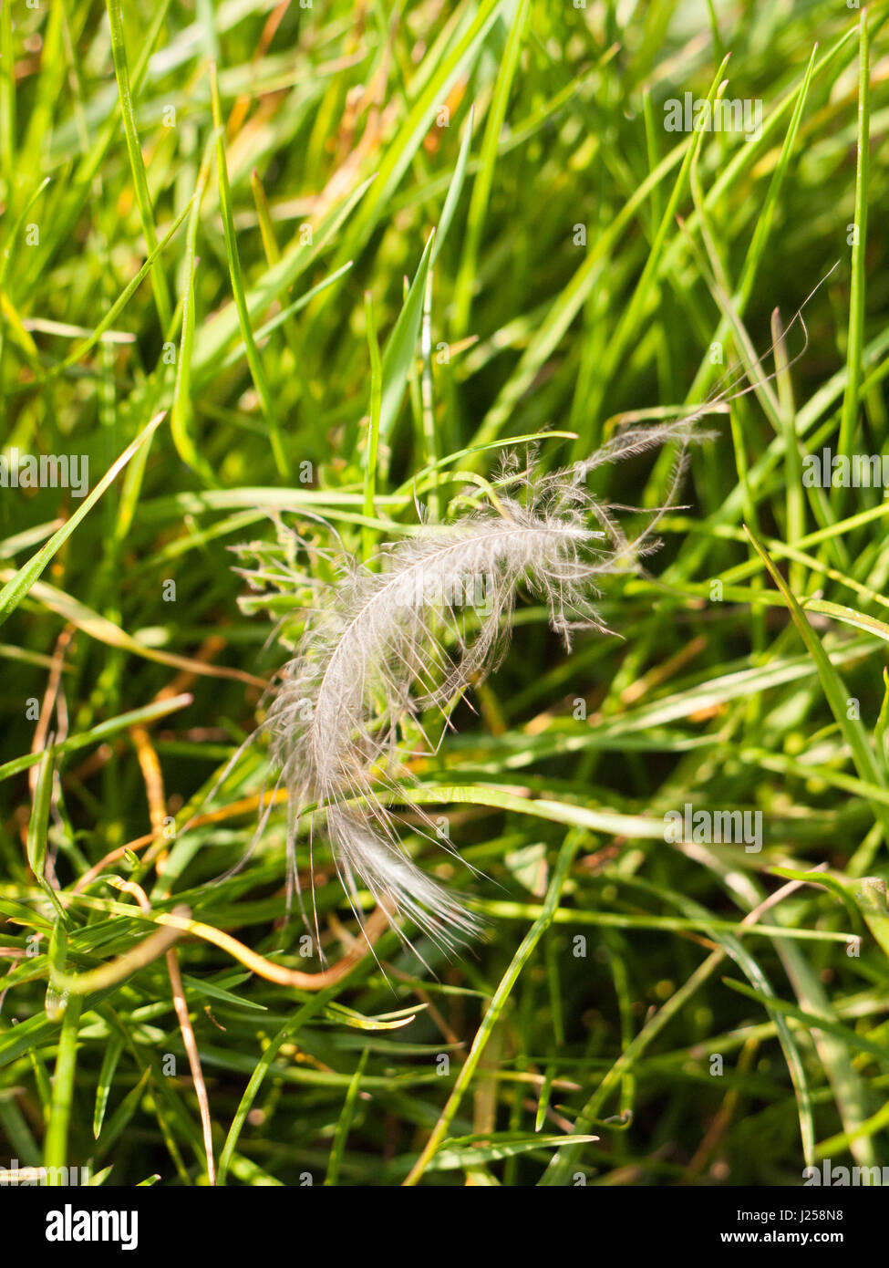 A detailed and spidery feather laying and swaying on the lush grass ...