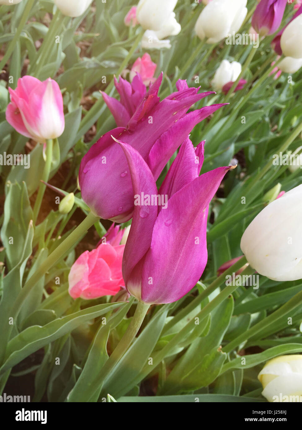 American tulip tree in hi-res stock photography and images - Alamy