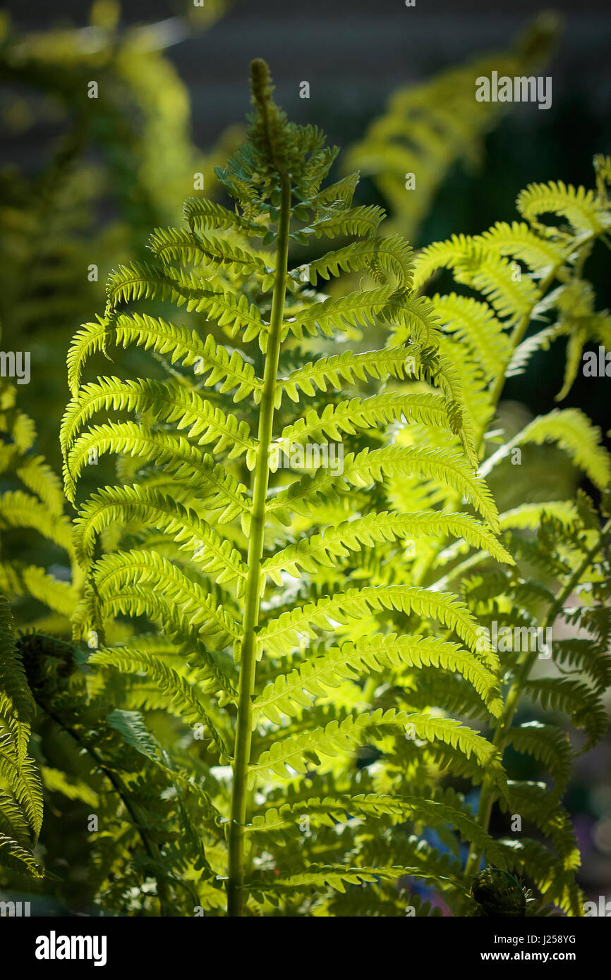 Fern for garden shade hi-res stock photography and images - Alamy