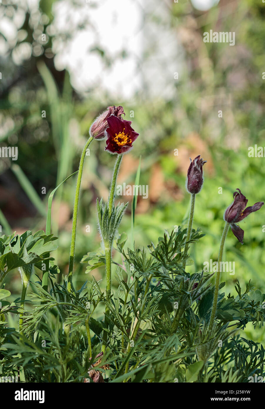 Pasque Flower in Bloom Stock Photo - Alamy