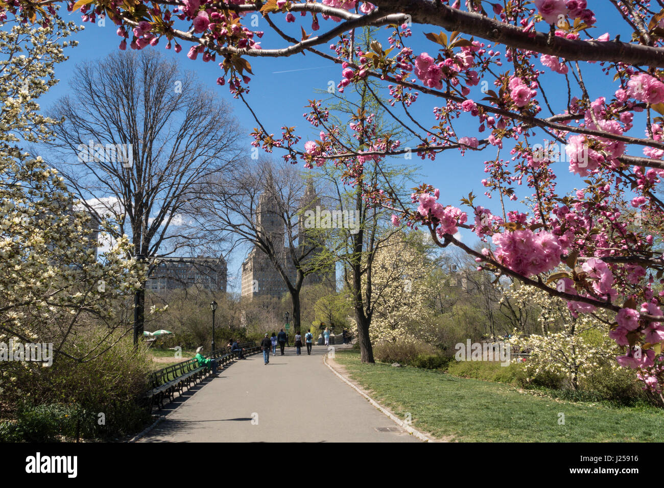 Central Park in Springtime Stock Photo - Alamy