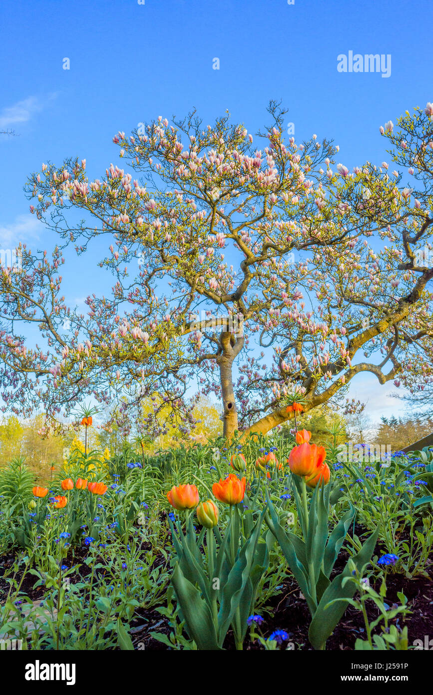 Tulips and magnolia tree with flowers Stock Photo - Alamy
