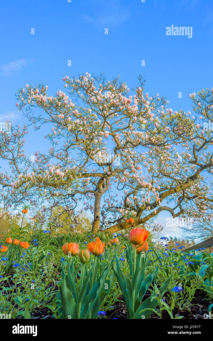 Tulips and magnolia tree with flowers Stock Photo - Alamy