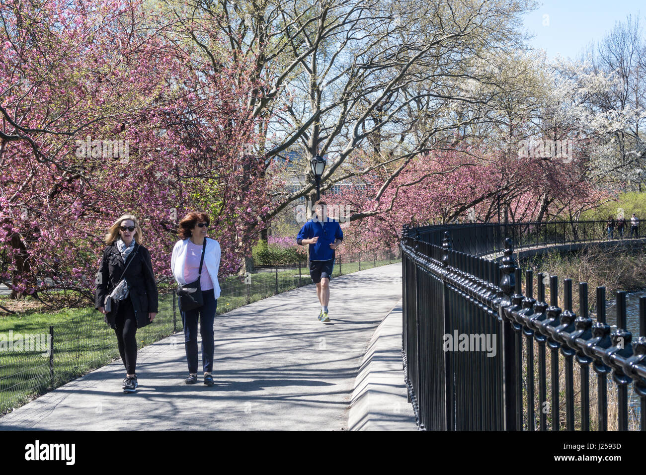 The Reservoir Jogging Path, Central Park in Springtime, NYC, USA Stock ...