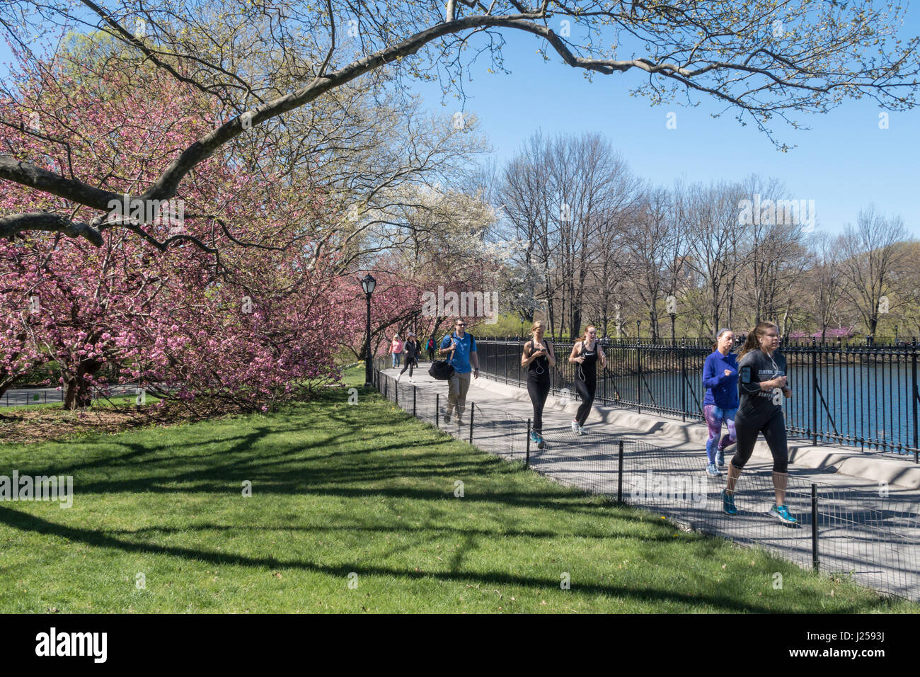 The Reservoir Jogging Path, Central Park in Springtime, NYC, USA Stock ...