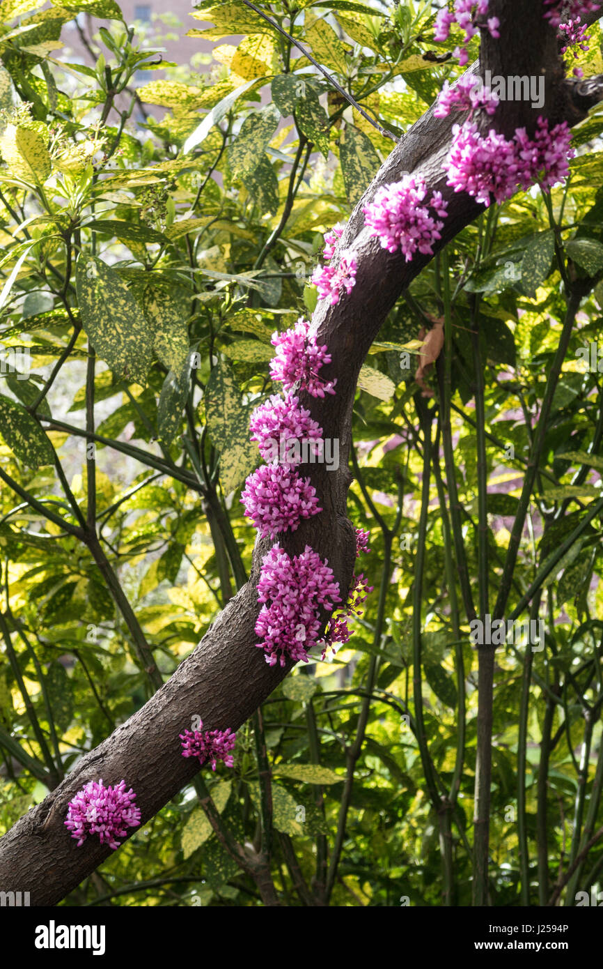 Redbud Tree Blooming Stock Photo - Alamy
