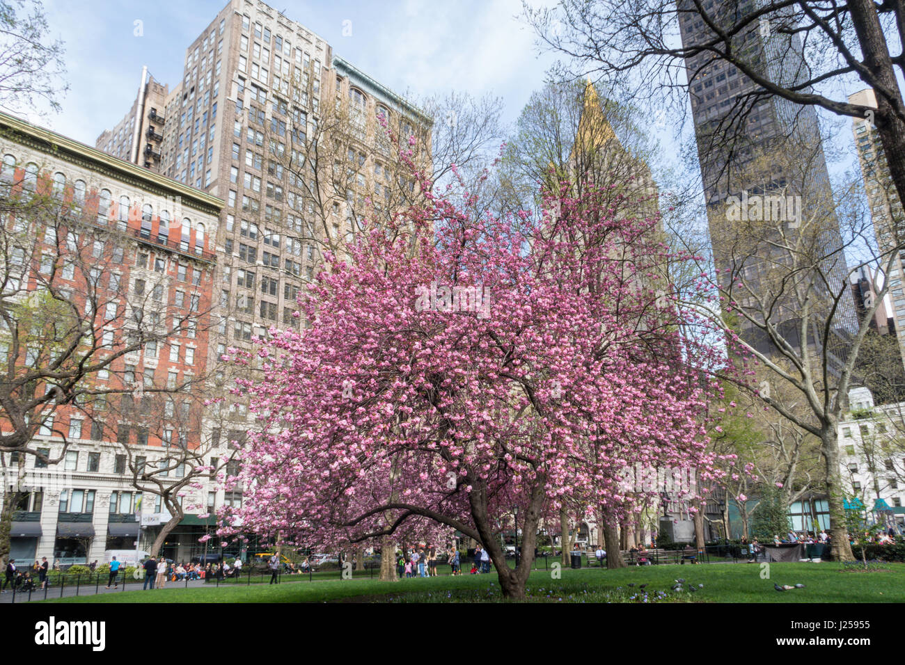 Madison Square Park in Springtime, NYC, USA Stock Photo - Alamy