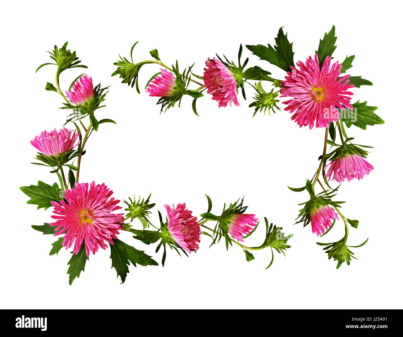 Decorative frame of pink aster flowers and buds isolated on white ...