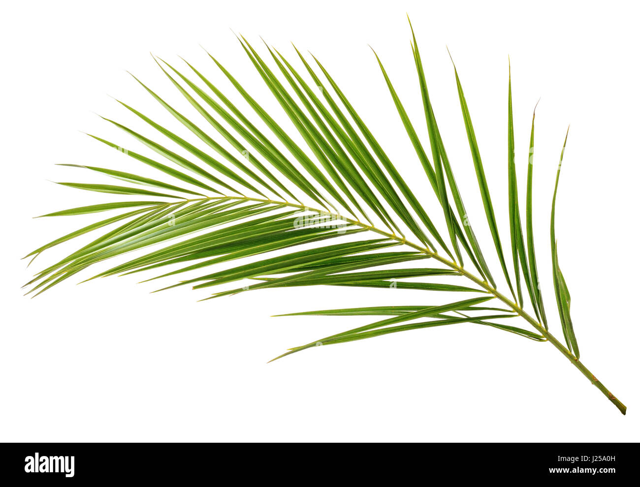 Green palm branch isolated on white Stock Photo - Alamy