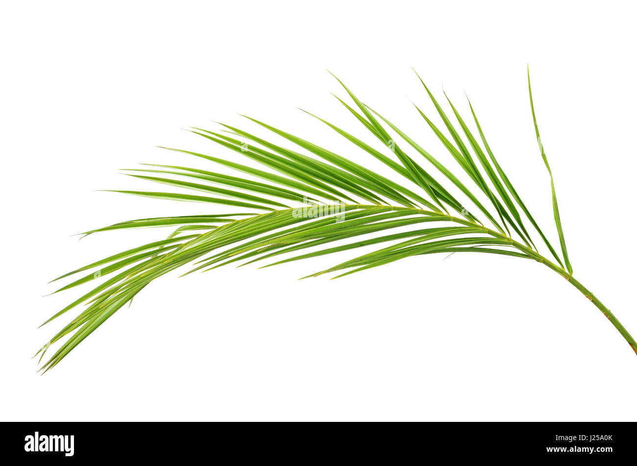 Green palm branch isolated on white Stock Photo - Alamy