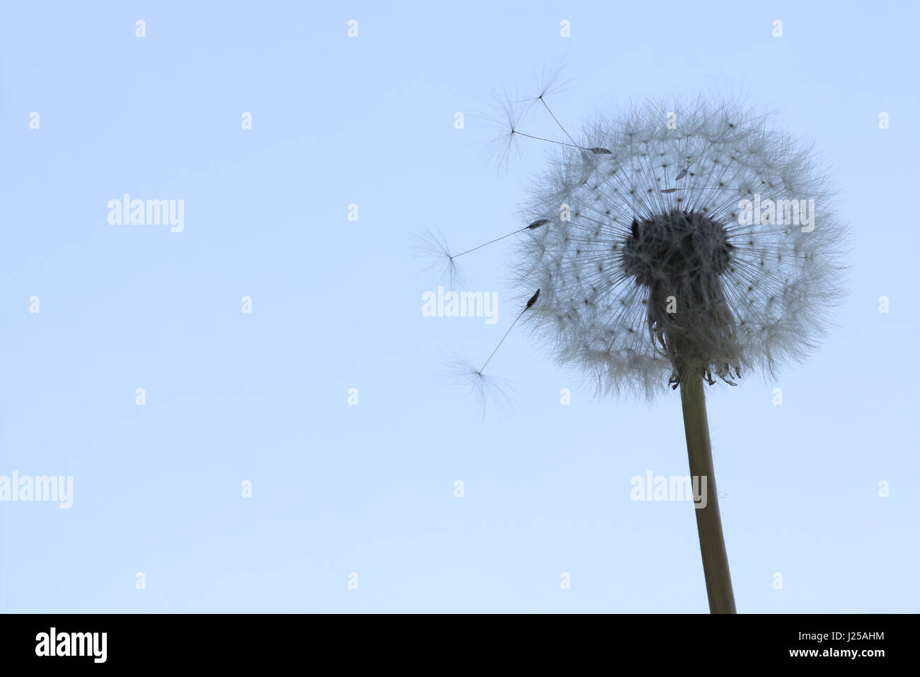 dandelion puff on blue sky Stock Photo - Alamy