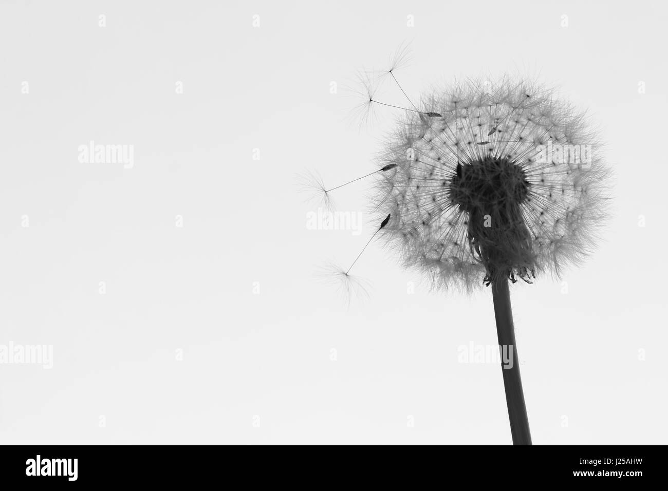 How To Draw A Dandelion Puff