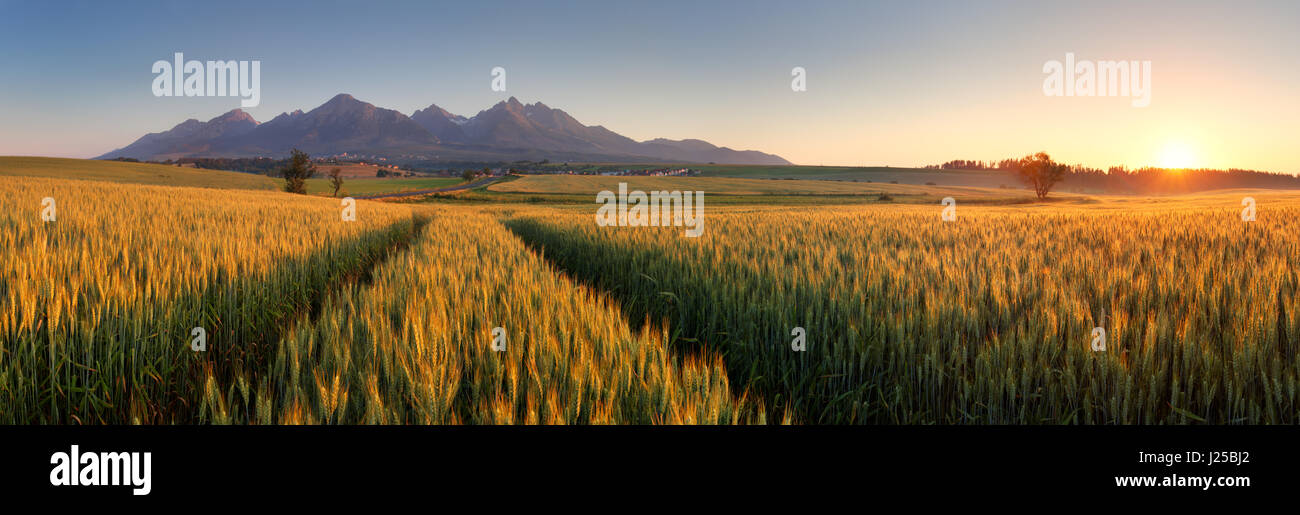 Summer wheat field in Slovakia, Tatras Stock Photo - Alamy