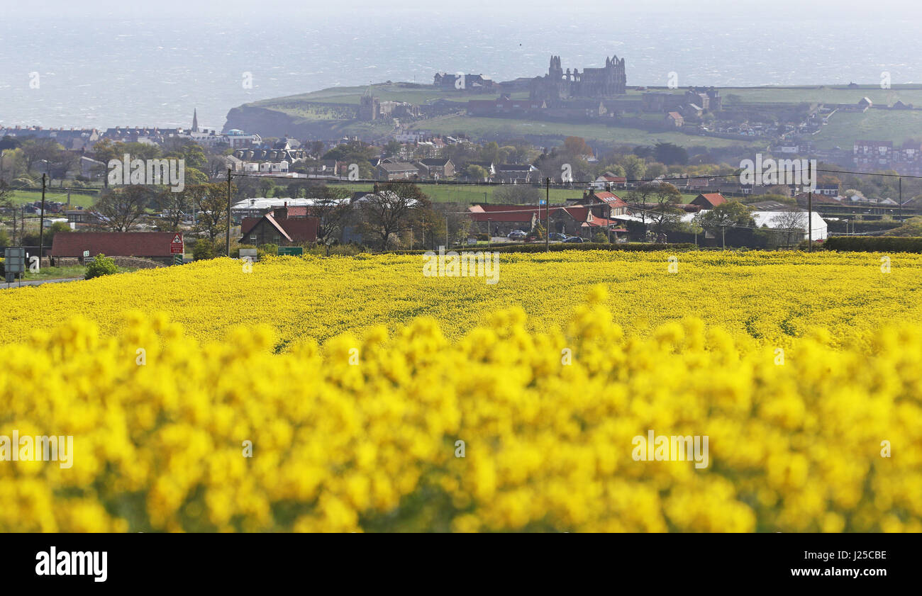 Whitby Abbey in North Yorkshire with rapeseed fields in full colour as ...