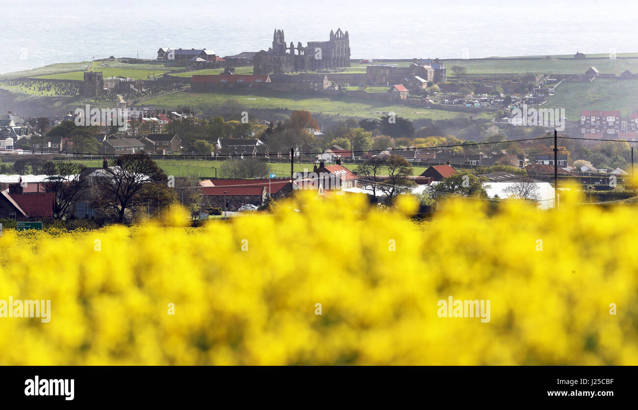 Whitby Abbey in North Yorkshire with rapeseed fields in full colour as ...