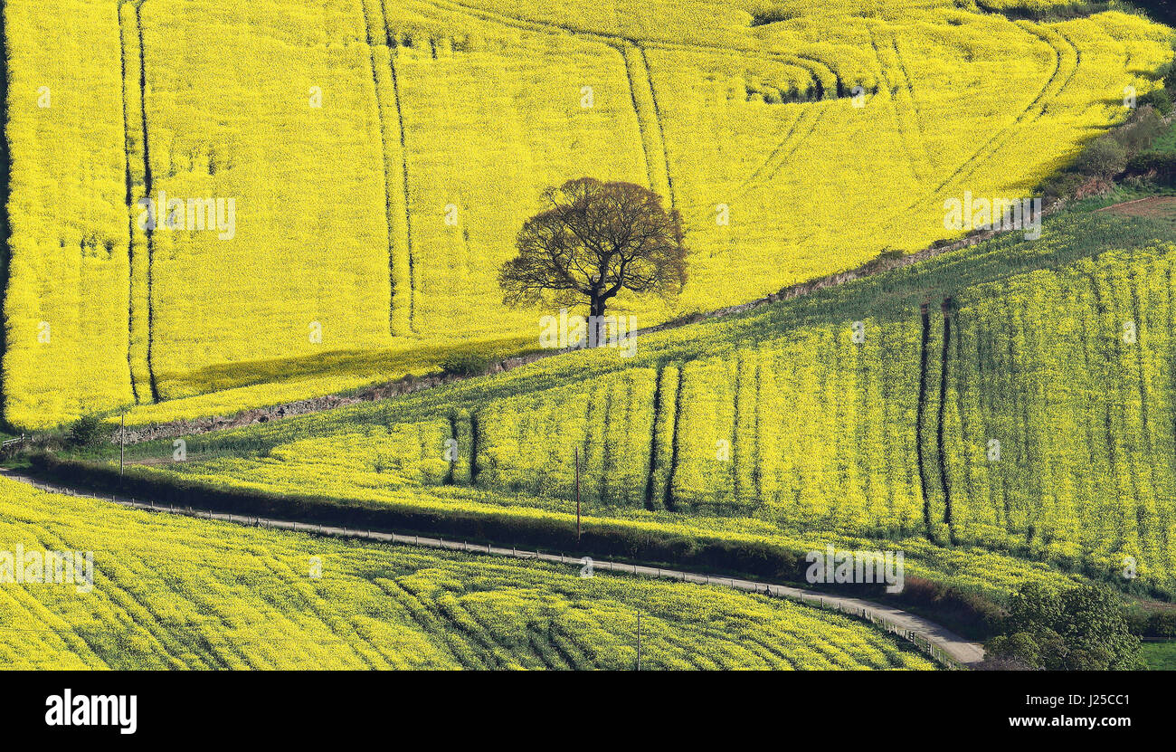 Rapeseed fields in North Yorkshire as the blast of Arctic weather that ...