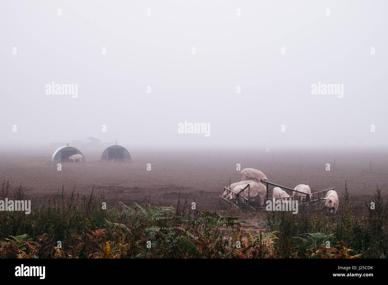 Pig farm on a foggy morning, Norfolk, UK Stock Photo - Alamy