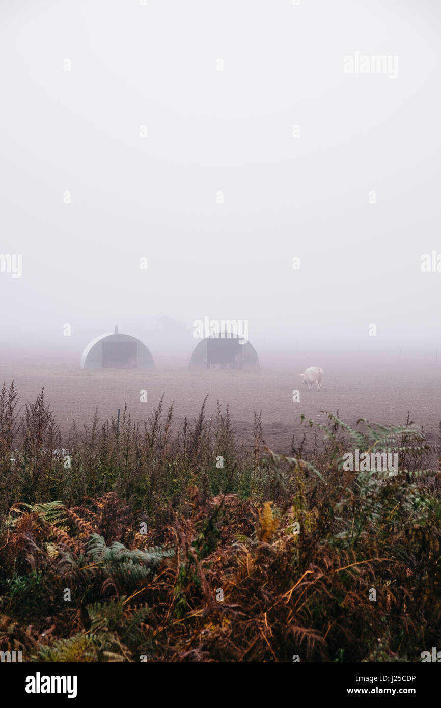 Pig farm on a foggy morning, Norfolk, UK Stock Photo - Alamy