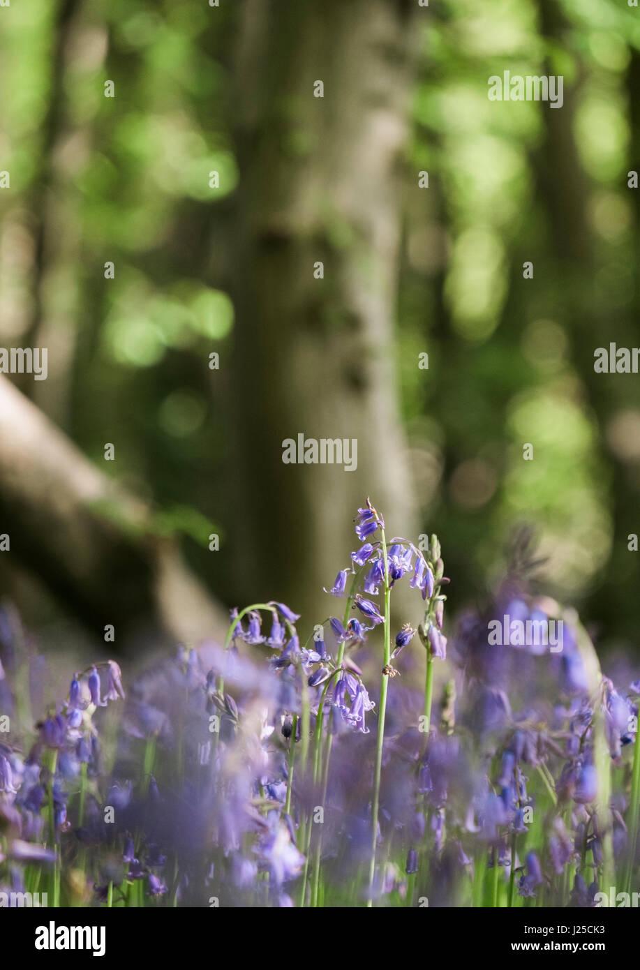 Detail of wild Bluebells growing in an ancient woodland. Wayland Wood ...